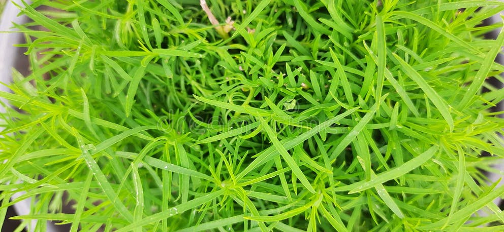 Green grass, ghaas stock image. Image of lawn, leaf - 250398057