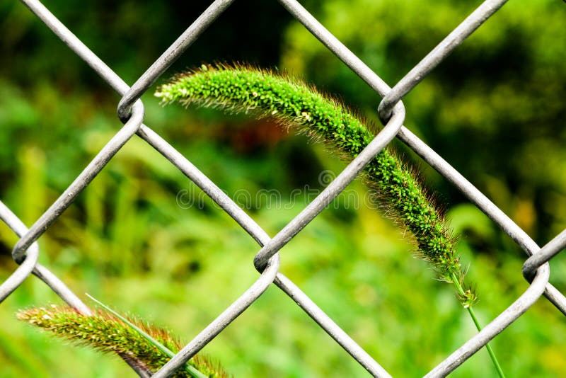 Grass through the Fence stock photo. Image of chain, link - 99845972