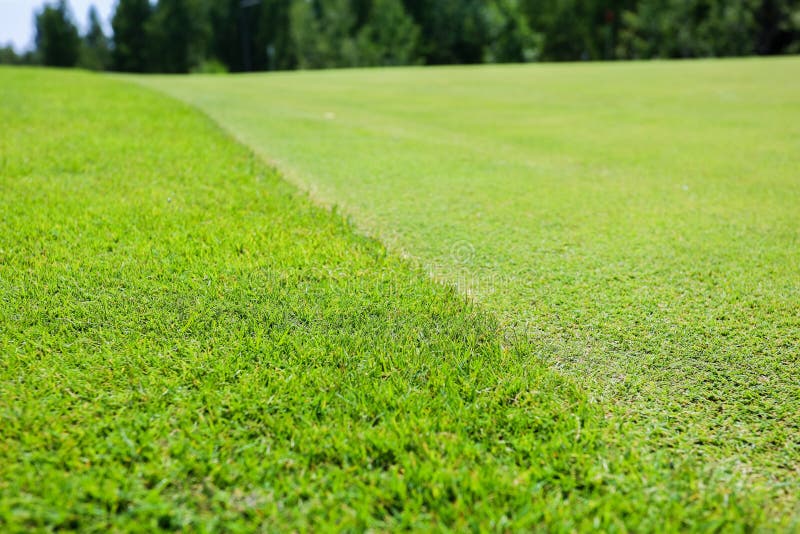Green Grass on a Golf Course on a Forest Background Stock Image - Image ...