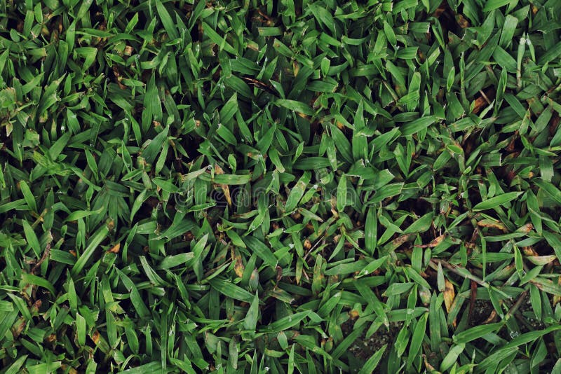 Green Grass in Golf Course Texture Background Stock Image - Image of ...