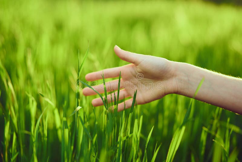 4,245 Hand Touching Grass Stock Photos - Free & Royalty-Free Stock ...