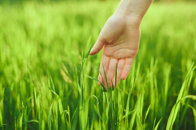 Green Grass, Grass, Hand Touches the Grass Stock Image - Image of macro ...