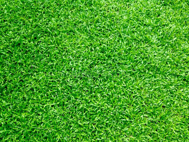 Green Grass Greenery, Green Environment Stock Photo - Image of greenery ...