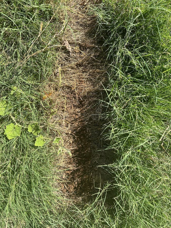 Green grass on a ground stock image. Image of ground - 309115041