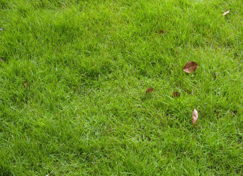 Green grass ground stock photo. Image of environment - 123034340