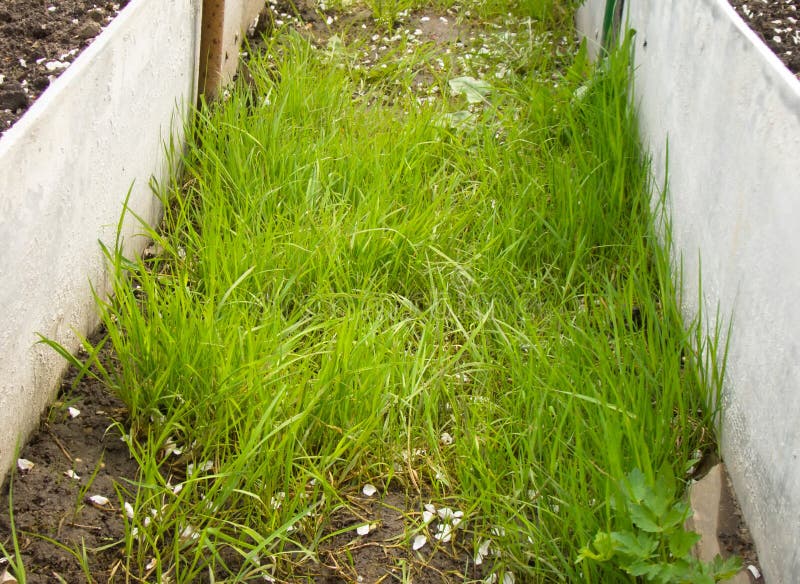 Green Grass on Ground stock photo. Image of season, grow - 43852932