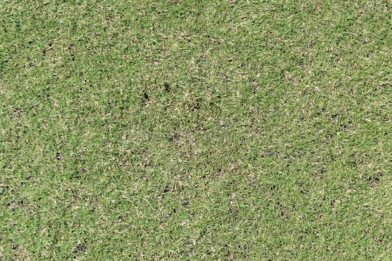 Green grass on the ground stock image. Image of summer - 74080811