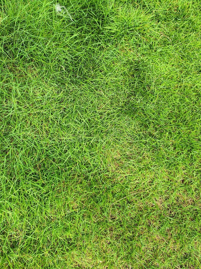 Green grass ground texture stock photo. Image of texture - 262781508