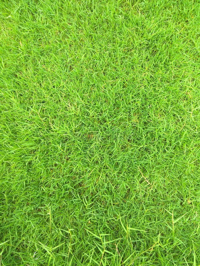 Green Grass Ground Texture stock image. Image of fresh - 149301737