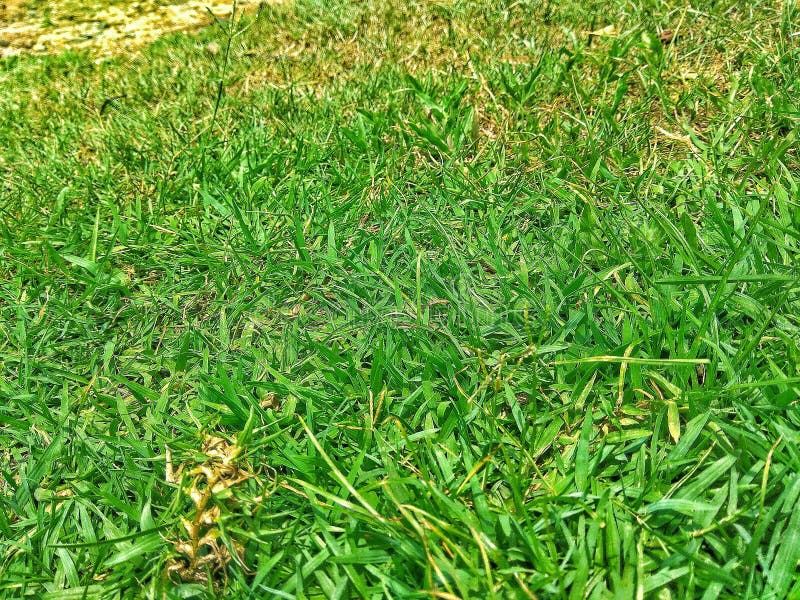 Green Grass Ground Texture stock image. Image of floor - 149302029
