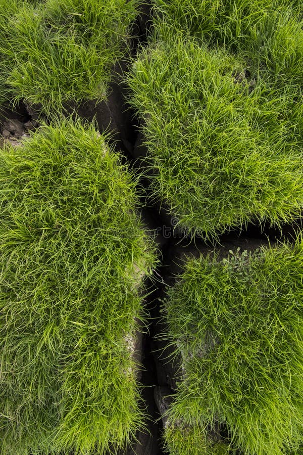 Green Grass Grow on Cracked Soil Stock Photo - Image of abstract ...