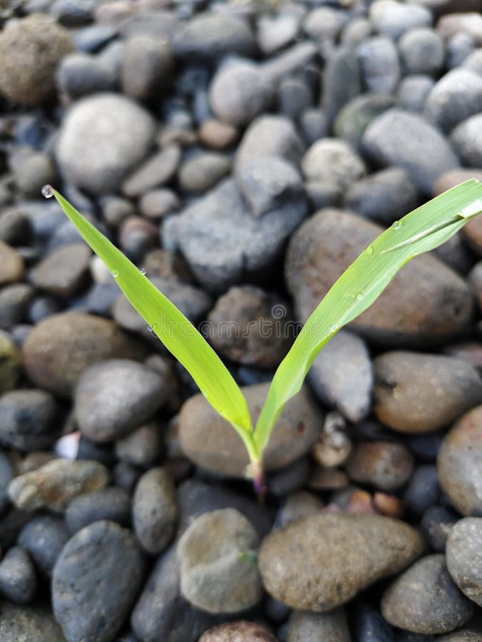 Green Grass Grow in Little Stone Stock Photo - Image of stone, little ...