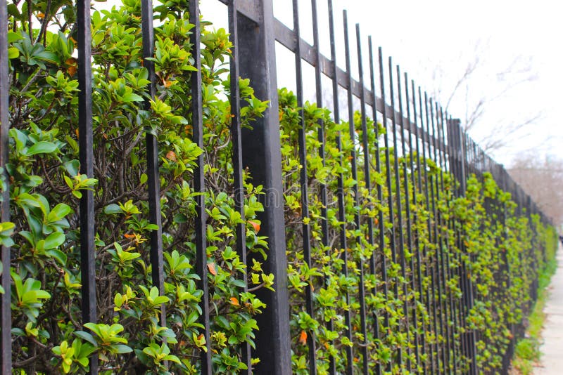 Green Grass Grow Out of Fench Stock Photo - Image of landscapes ...