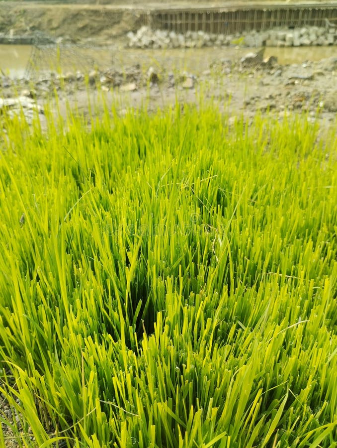 Green Grass Growing in a Barren Field Stock Photo - Image of growing ...