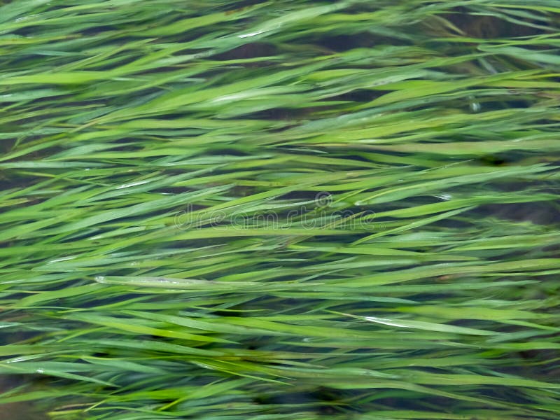 Green Grass Growing at the Bottom of a Stream. Grass in Flowing Water ...