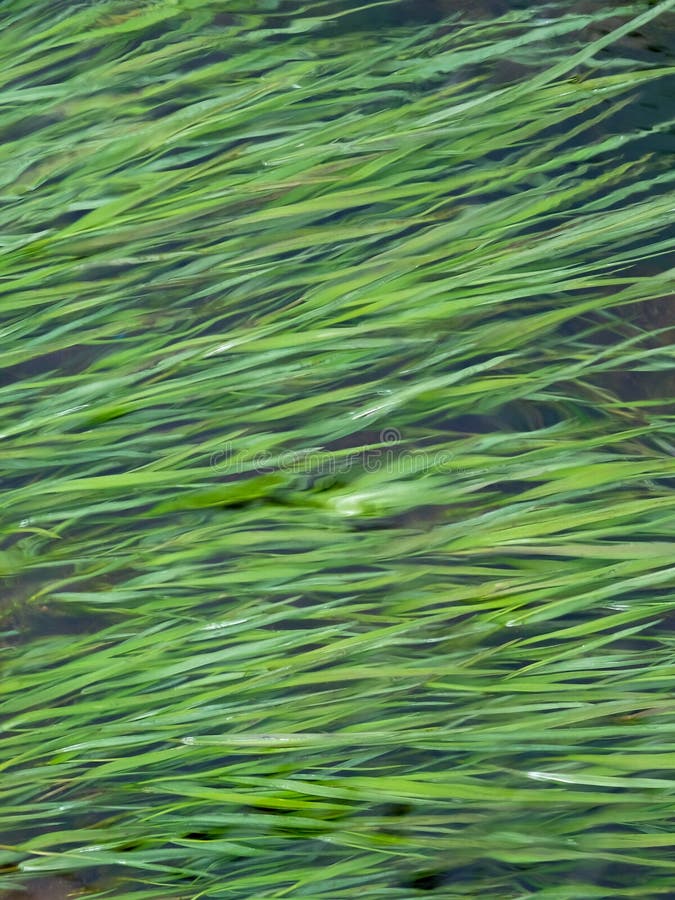 Green Grass Growing at the Bottom of a Stream. Grass in Flowing Water ...
