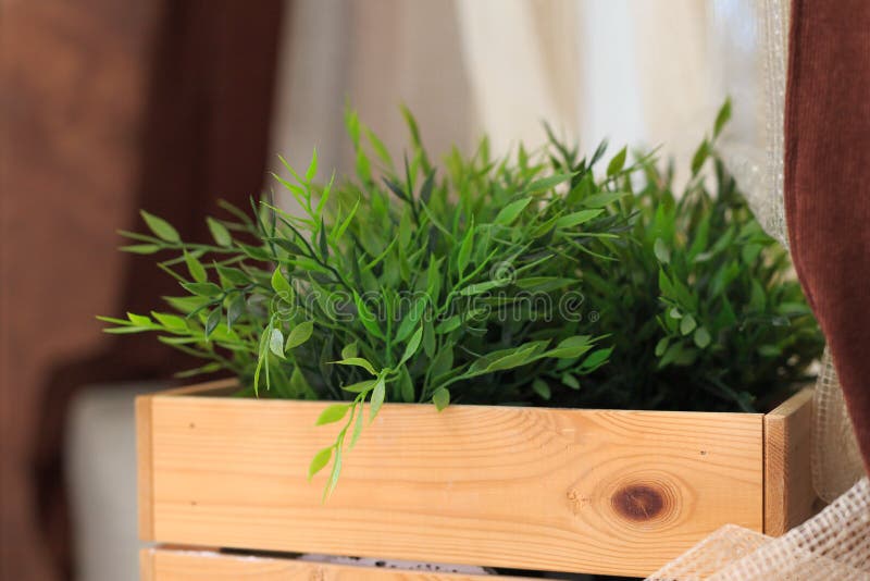 Green Grass Growing in the Box Stock Image - Image of container, growth ...