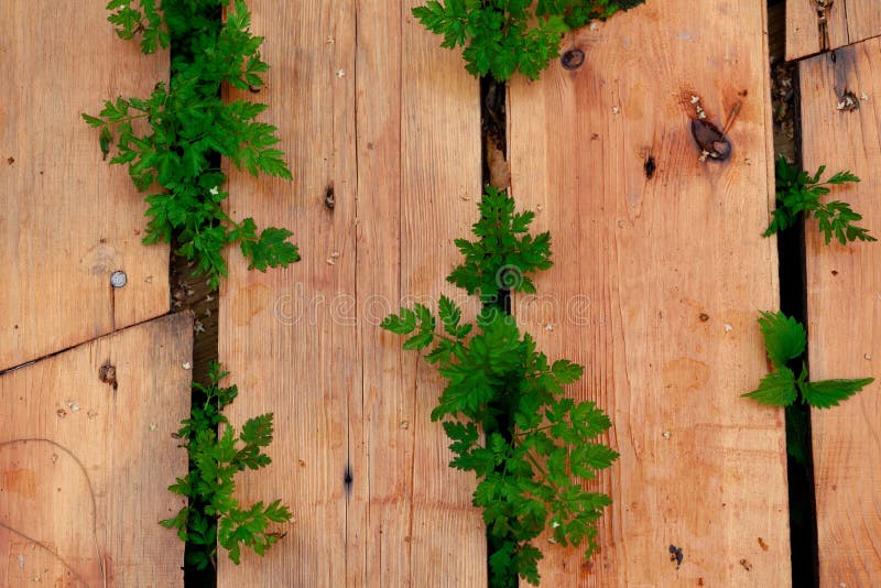 Grass Growing through the Boards Stock Image - Image of grass, green ...