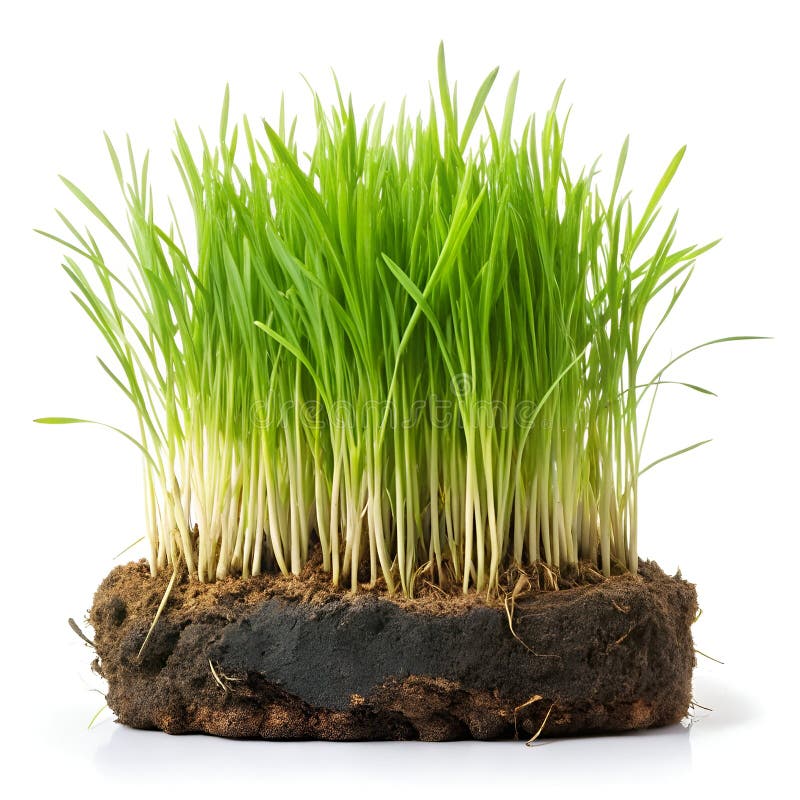 Green Grass Growing on Brown Soil Earth Stock Illustration ...