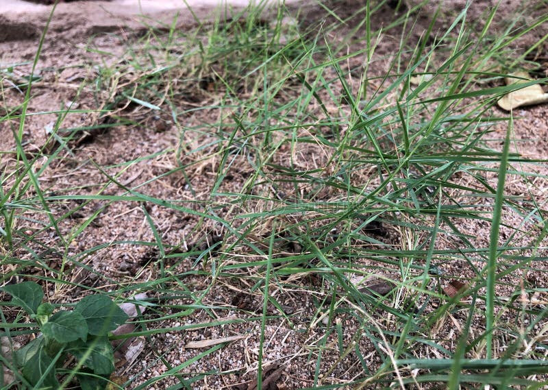 Green Grass Growing in the Dry Rural Land Stock Image - Image of ...