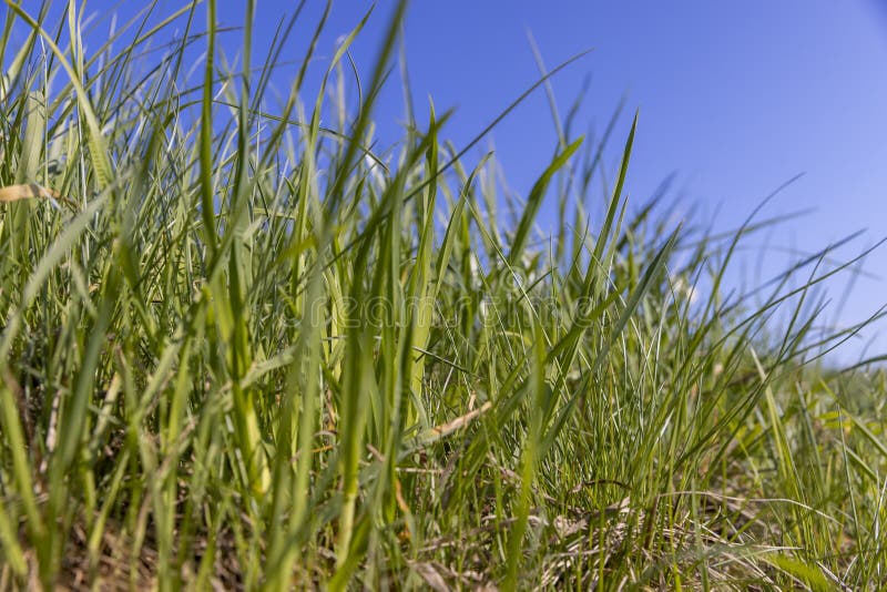 Green Grass Growing on a Hill in Spring Stock Photo - Image of field ...
