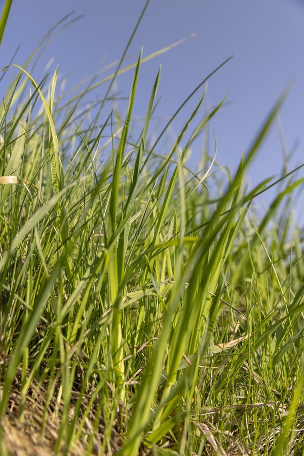 Green Grass Growing on a Hill in Spring Stock Image - Image of summer ...