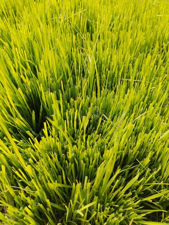 Green Grass Growing in a Large Field Stock Photo - Image of barren ...