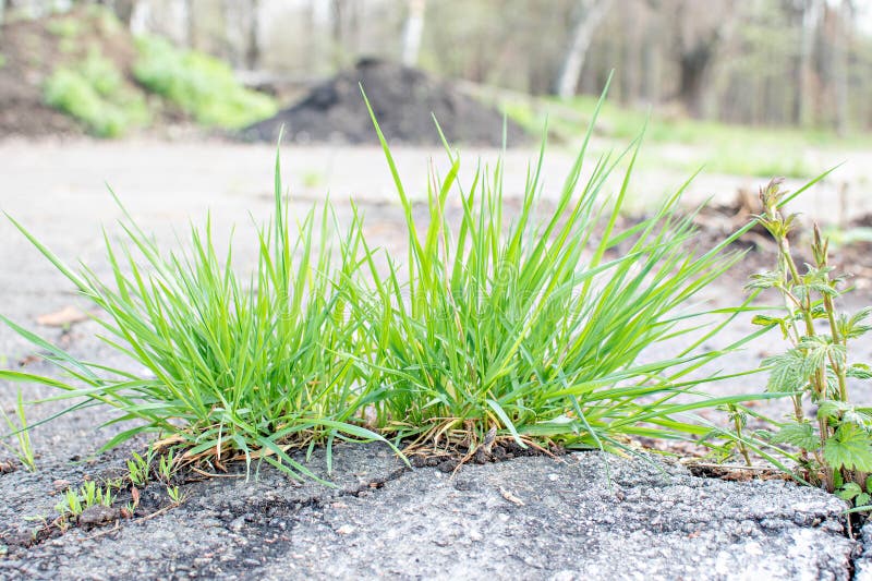 Green Grass Growing Out of Gray Asphalt. Grass Growing in Cracks Stock ...
