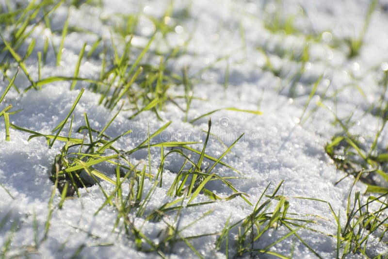 Green Grass Growing through Snow on Fild in Winter, Low Angle View ...