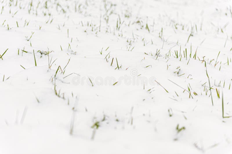 Green Grass Growing in Snow. Green Grass at Winter Stock Photo - Image ...