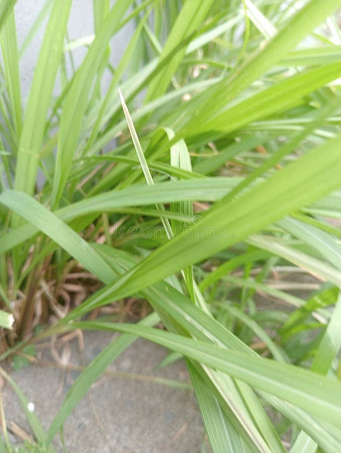 Green Grass Growing Thickly. Its Long, Slender Leaves Dominate the ...