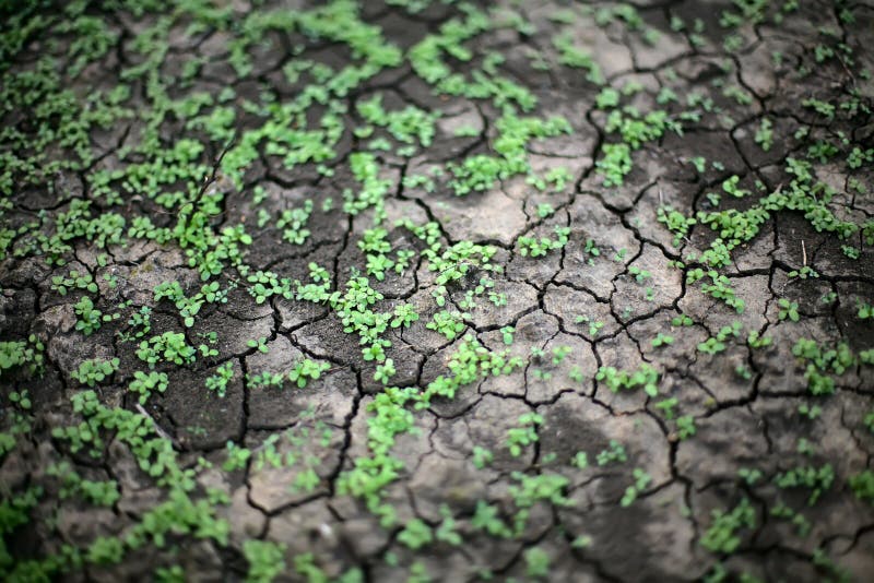 Green Grass Growing Trough Dead Soil Stock Photo - Image of plant ...