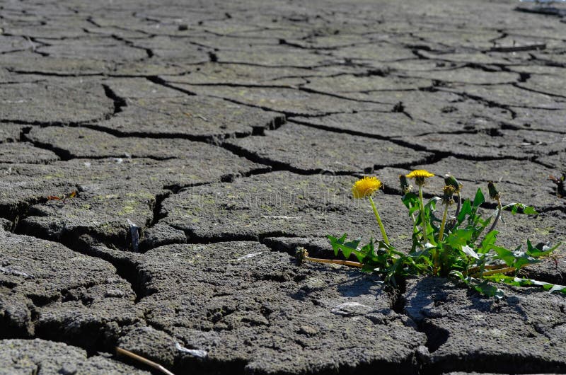 Green Grass Growing Up on Crack Dry Land Stock Image - Image of growth ...