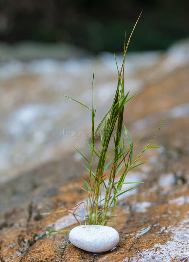 Green Grass Grows Behind Rock As New Life Concept Stock Photo - Image ...