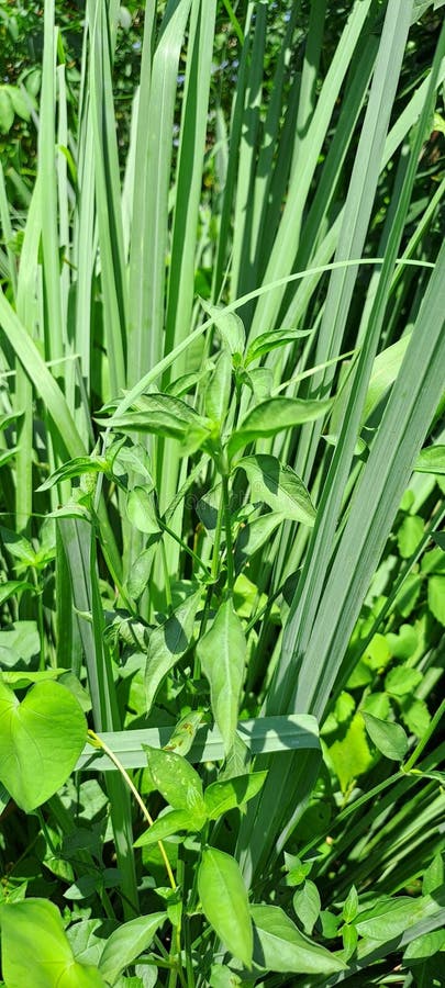 Green Grass that Grows Lush and Dense among the Shrubs Stock Image ...