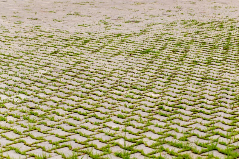 Green Grass Grows on Paving Slabs Stock Photo - Image of spring ...