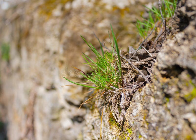 Green grass grows on stone stock photo. Image of landscape - 214754756
