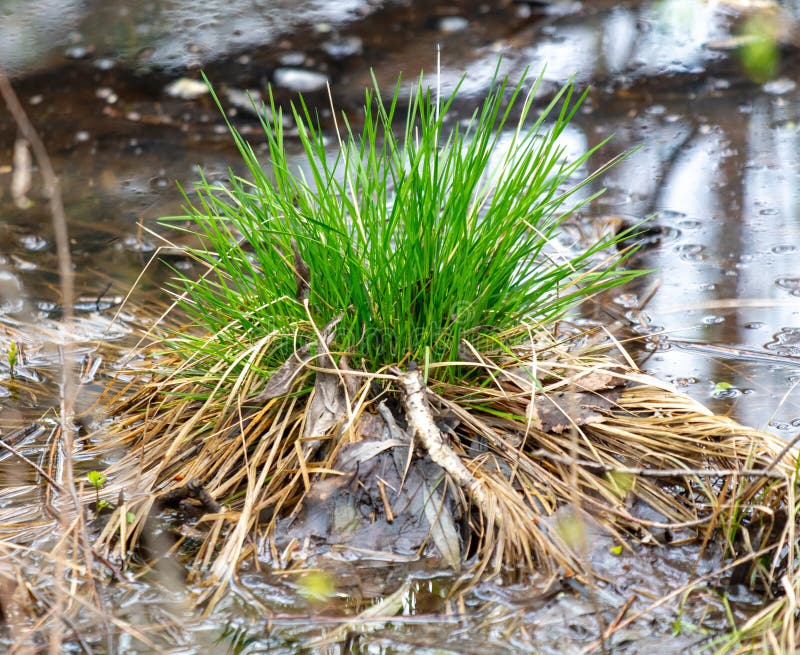 Green Grass Grows in a Swamp in Spring Stock Image - Image of season ...