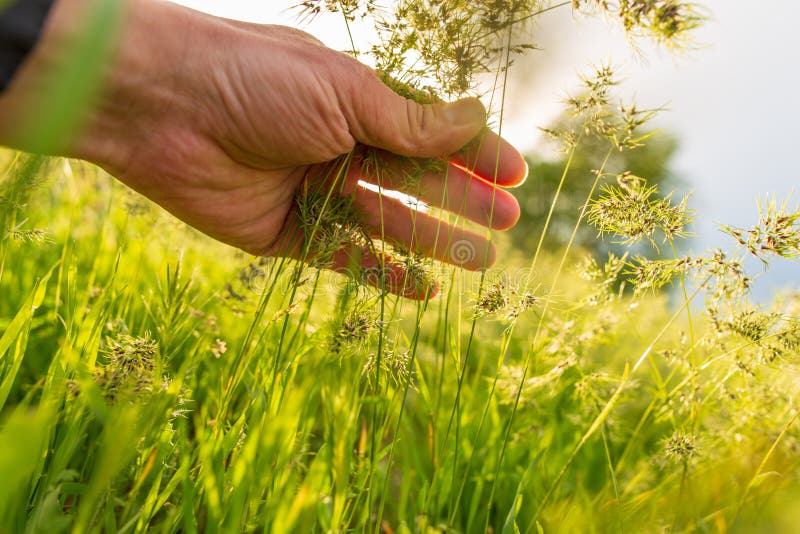 Green Grass in Hand in Nature in Spring Stock Image - Image of wheat ...