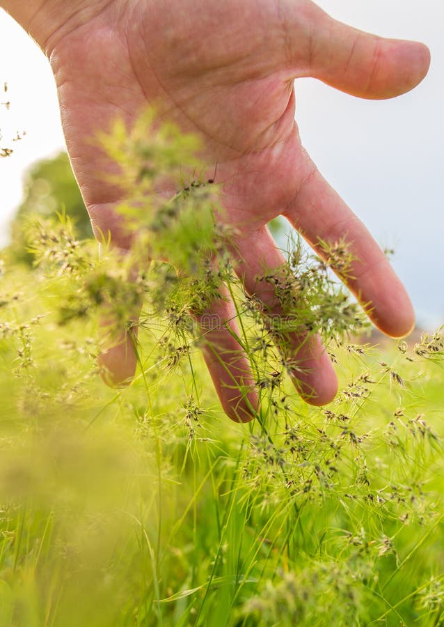 Green Grass in Hand in Nature in Spring Stock Photo - Image of touch ...