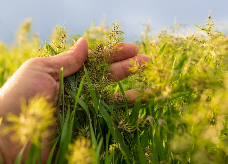 Green Grass in Hand in Nature in Spring Stock Photo - Image of ...