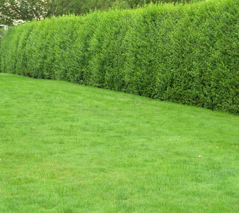 Green grass with hedges stock photo. Image of lacrosse - 5866970