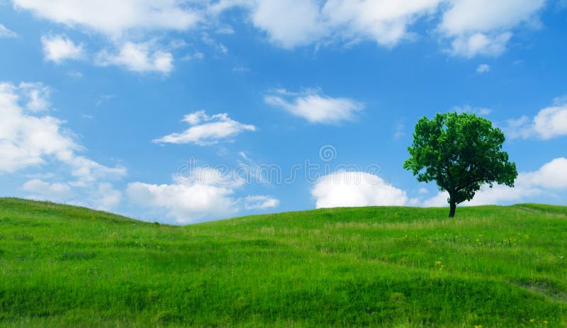 Green Grass Hill and One Tree Stock Image - Image of cloudy, concept ...