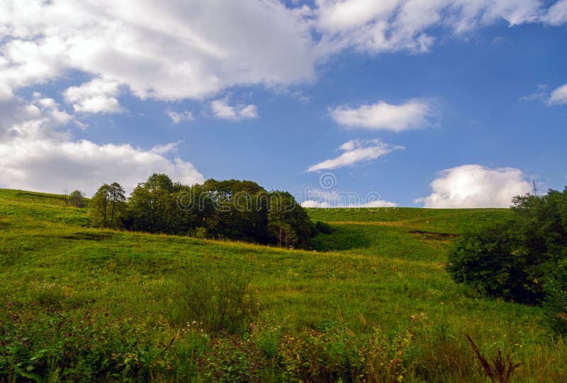 Green grass hill and trees stock image. Image of forest - 100077189