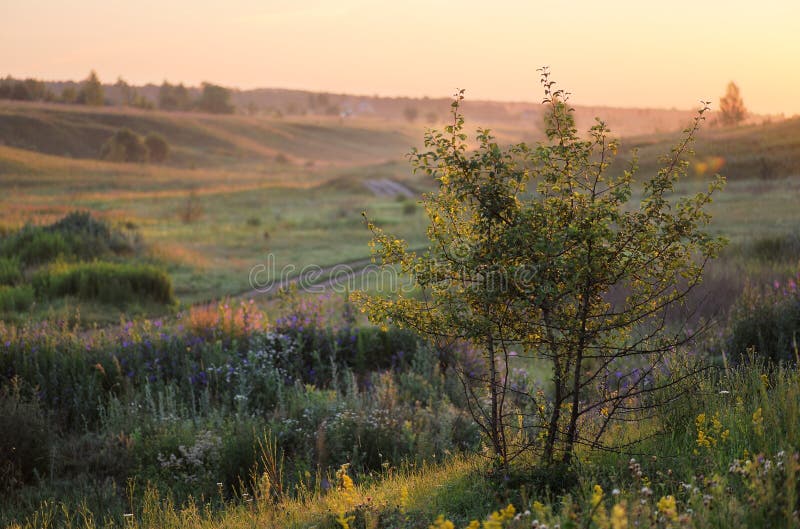 Green Grass Hills with Small Trees in Summer Sunrise Stock Image ...