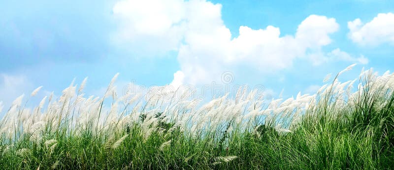 The Green grass of Hope stock photo. Image of thegreen - 210156714