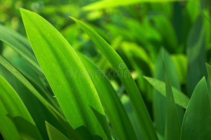 Green grass (horizontal) stock photo. Image of leaf, nature - 4929578