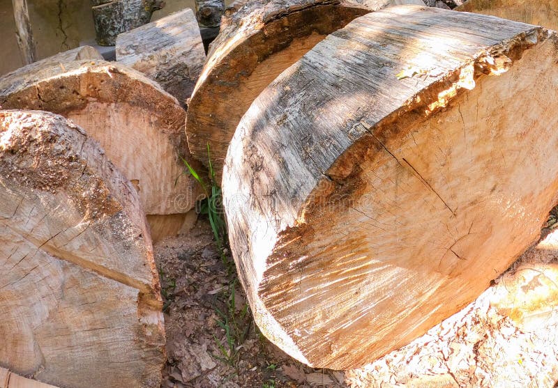 Green Grass between Huge Logs Stock Photo - Image of huge, nature ...