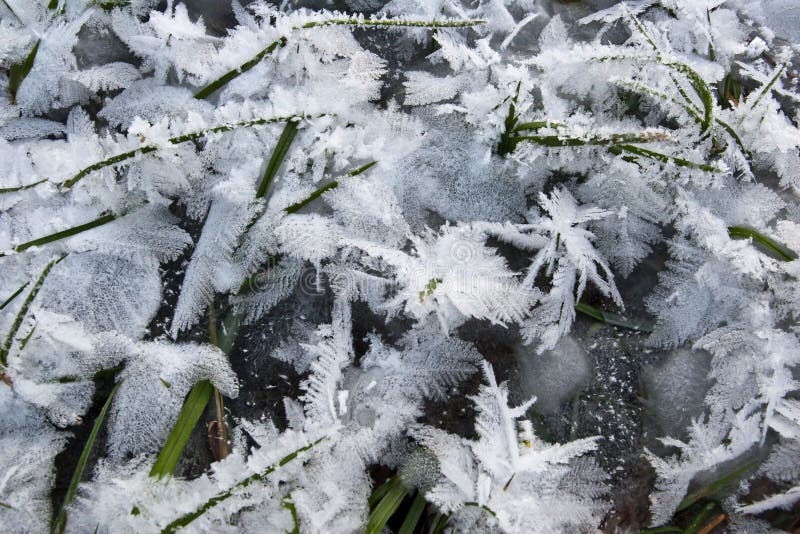 Green grass in the ice stock image. Image of christmas - 12859791