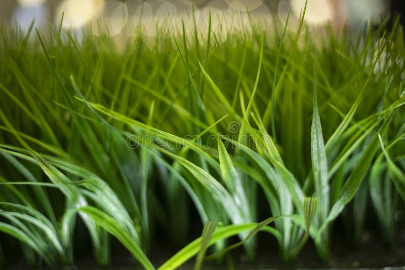 Green Grass in the Interior. Green Color of Plants Stock Photo - Image ...